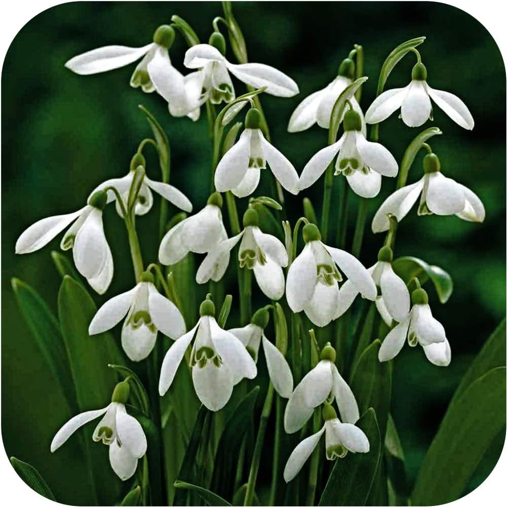 Snowdrops galanthus woronowii ikariae x 100 Single Snowdrop Bulbs ...