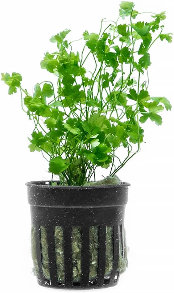 Amazon.com: SubstrateSource Hydrocotyle Tripartita 'Japan' Live ...