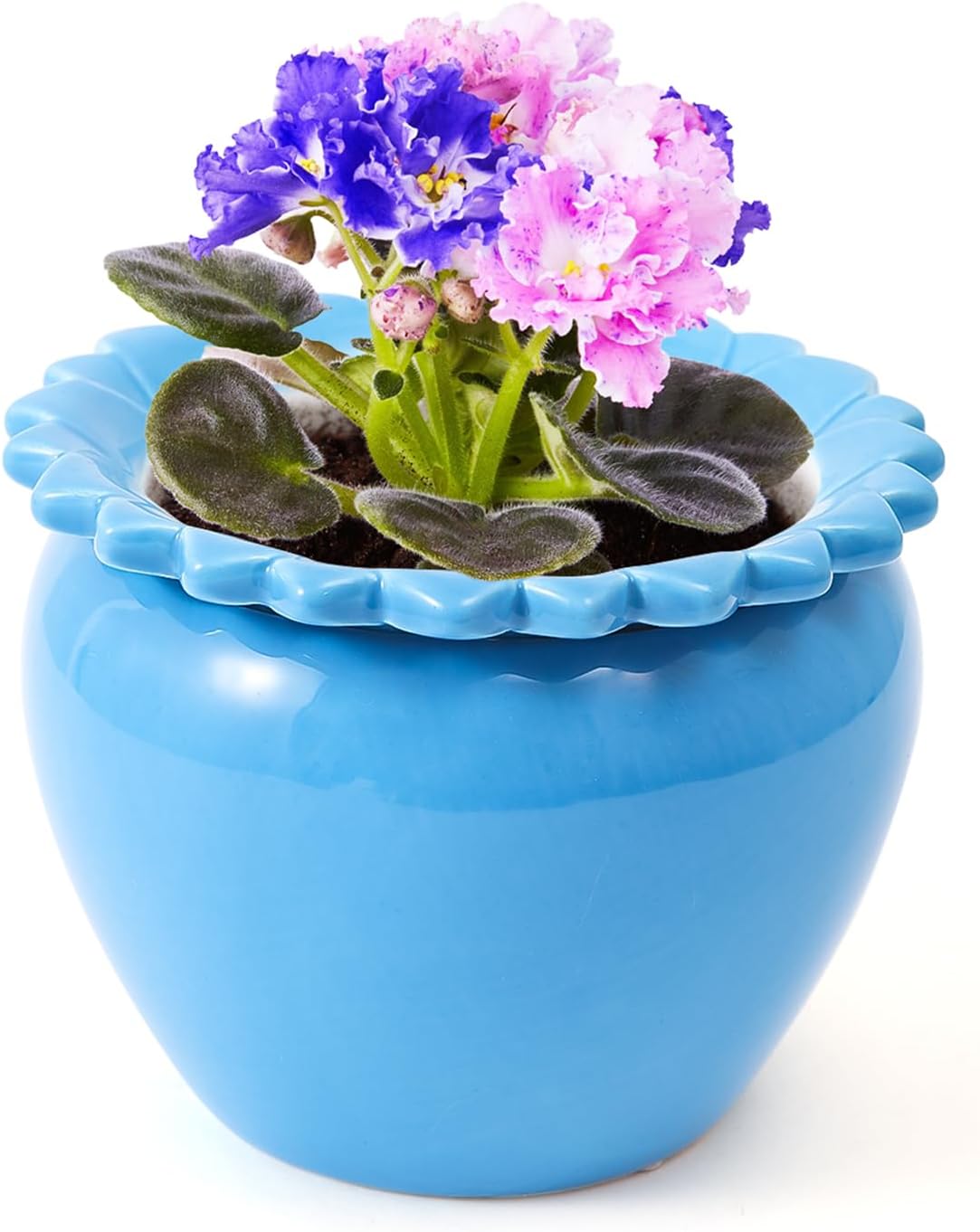 Amazon.com : African Violet Pots Ceramic 6.5”W x 4.6”H Self Watering ...