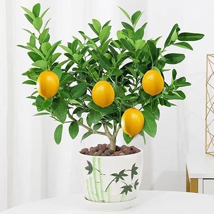 Amazon.com : Bergamot Orange Citron Lemon Tree Live Starter Plant ...