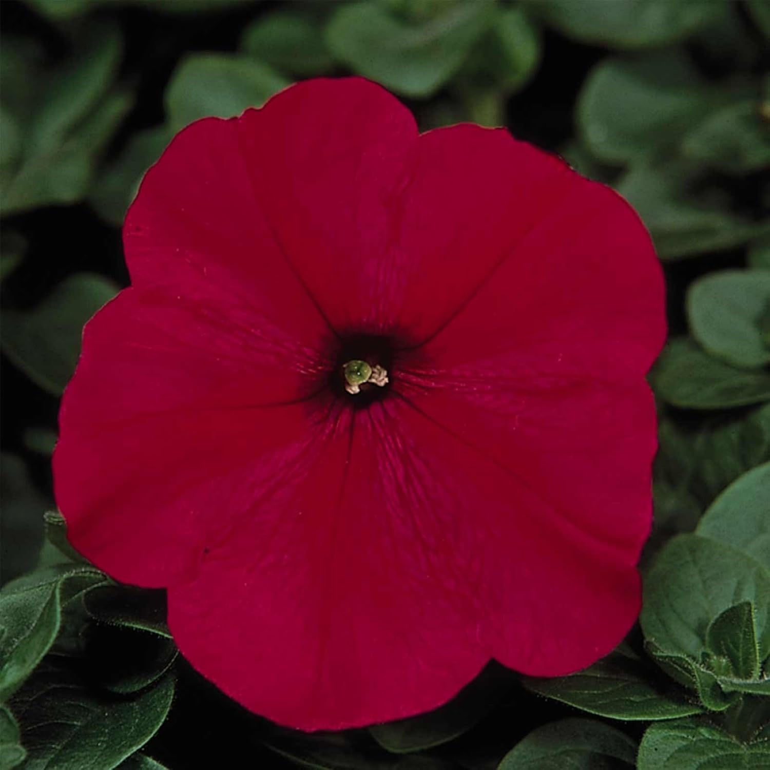 Amazon.com : Petunia - Madness Series Flower Garden Seed - 1000 ...