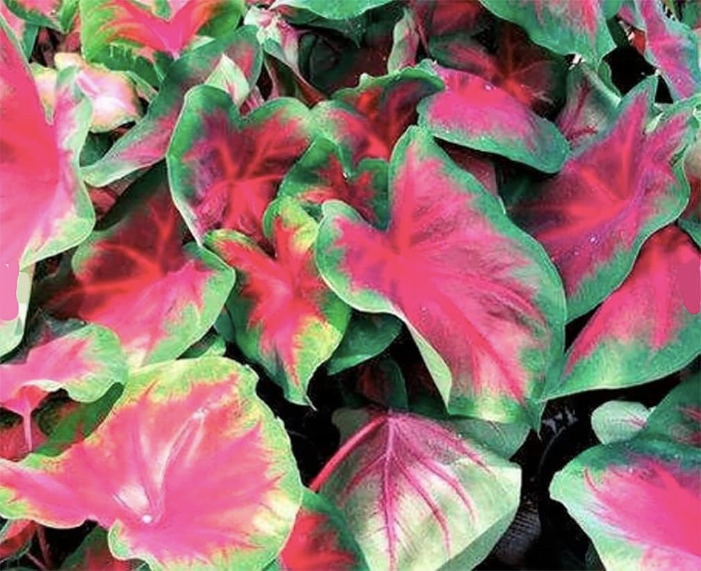 Amazon.com : Buck Caladium Bulbs - One Top Size Bulb - Stunning Green ...