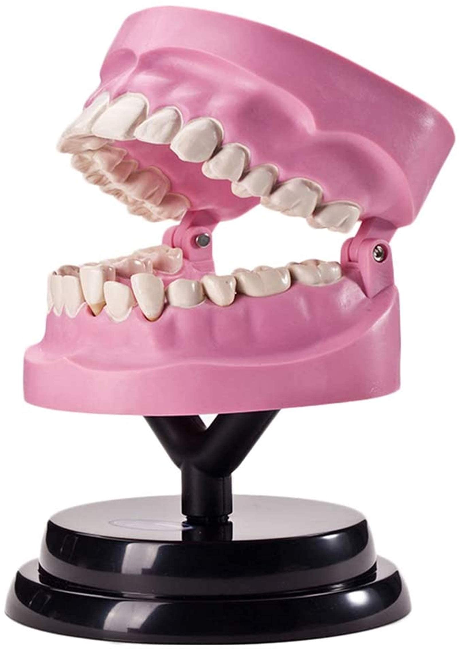 Buy Study Model Teeth Anatomical Model - Dental Teeth Model - Human ...