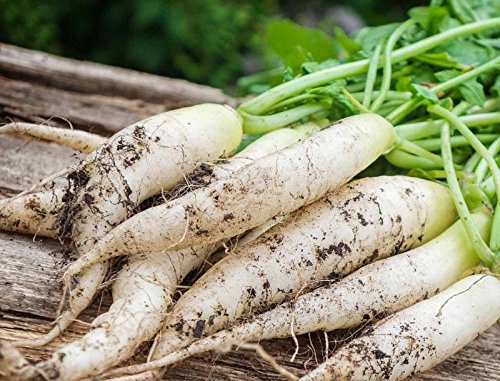 Seedstores : 100+ Seeds of High Yield Radish White Long, Mooli Hybrid ...