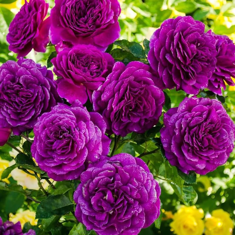 Amazon.com : Purple Climbing Rose Live Plant, Fragrant Climber Rose for ...
