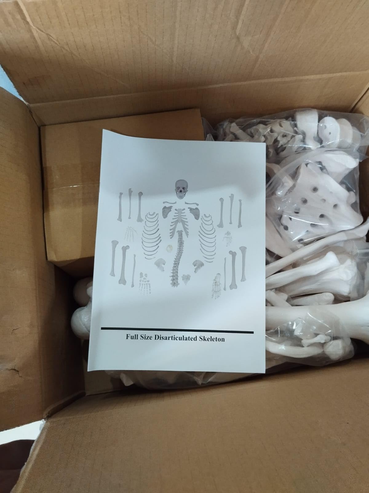 AVIS Bilateral Disarticulated Human Skeleton Bone Set | Life-Size ...