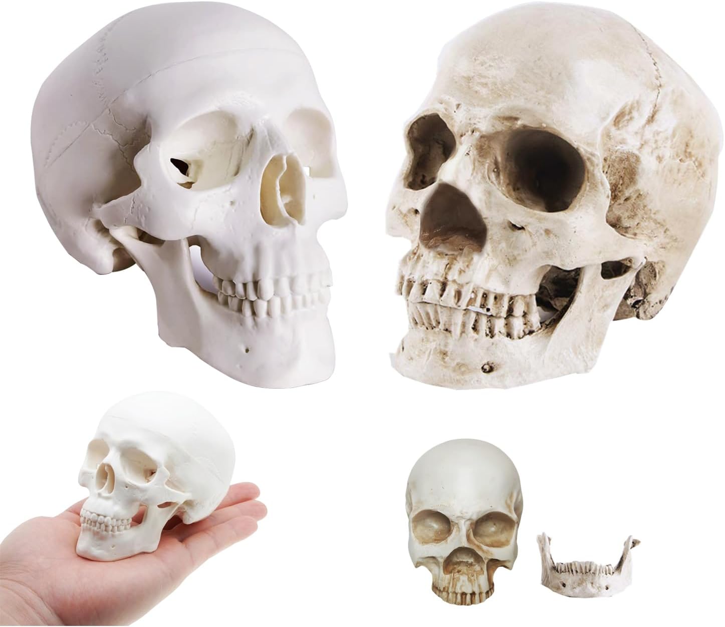 Amazon.com: 2-Pack Mini Skulls Décor, Human Skull Model Anatomy Skull ...