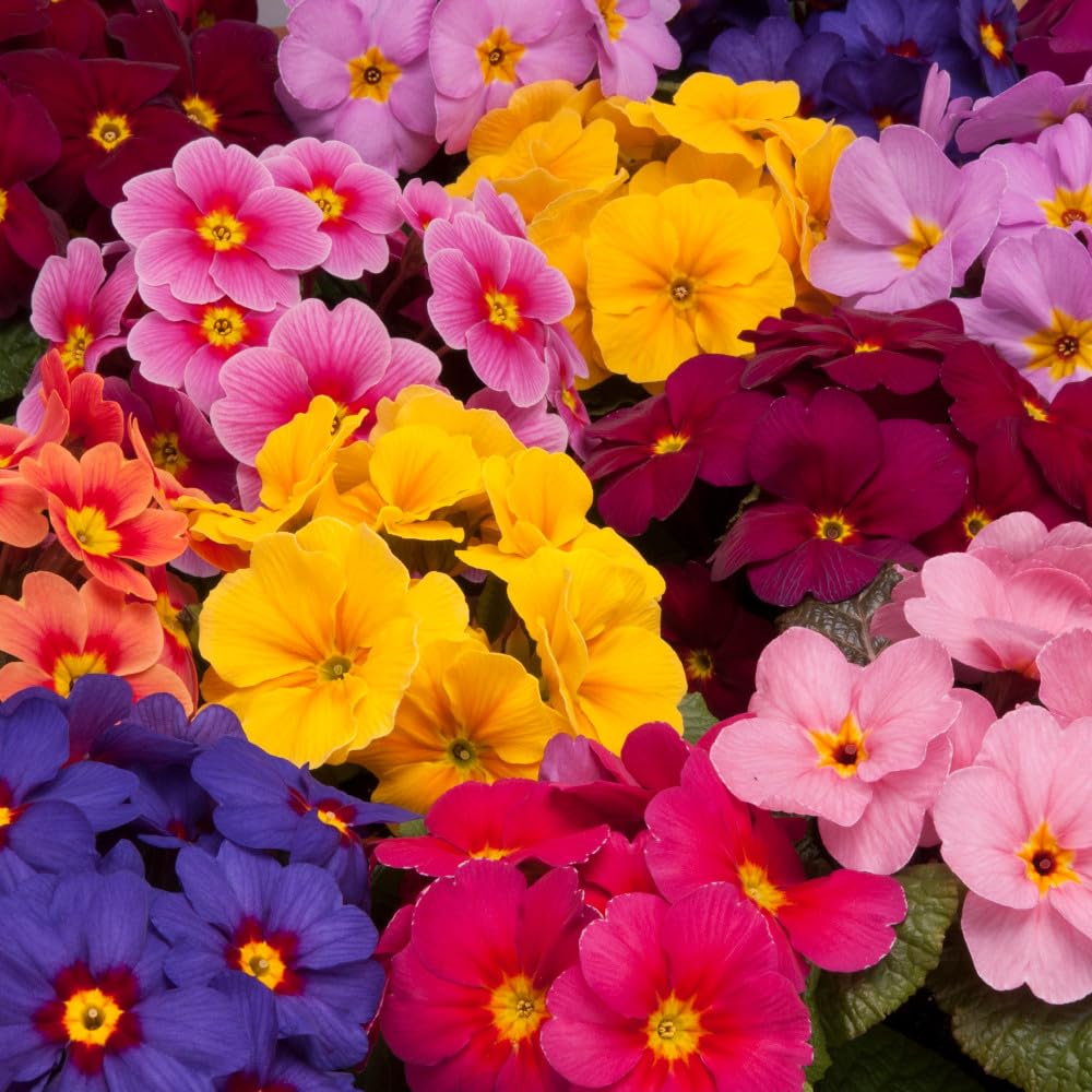 Primrose 'Delia Mix'. Plug Plants x 6. Winter Flowering Primula. Mixed ...