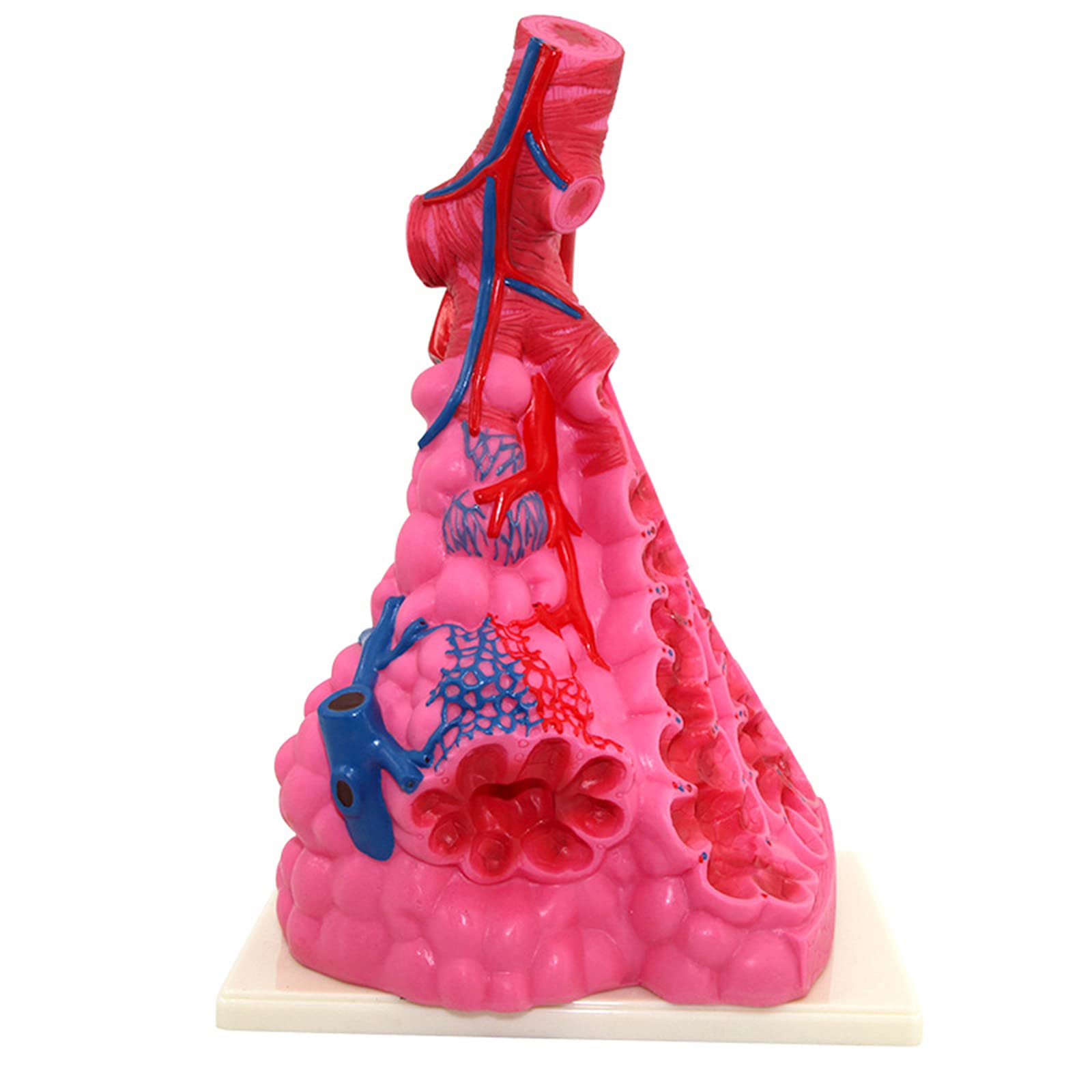 Buy Lung Anatomy Model-Alveolar ment Model Teaching Experiment ...