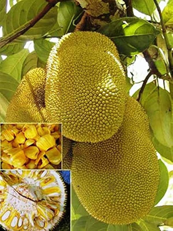 New Jackfruit Plant Hybrid Pack of 1 : Amazon.in: Garden & Outdoors