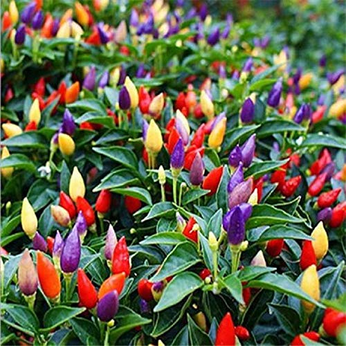 Pimientos en Maceta: La guía completa para cultivar y disfrutar de tus ...