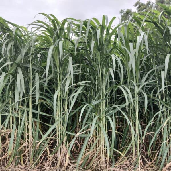 Super napier grass seeds, Seeds for super napier grass, High Growth ...