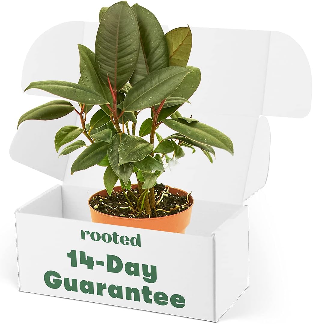 Amazon.com : Mango Tree Live Plant, Yellow Sweet Mango Tree Plant, 7 to ...