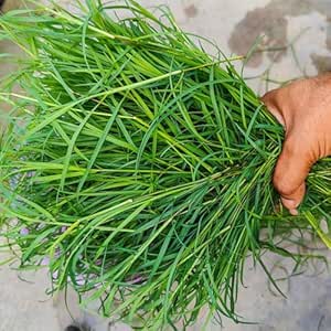 ActrovaX Durva (Doob) Grass Seeds For Planting : Amazon.in: Garden ...