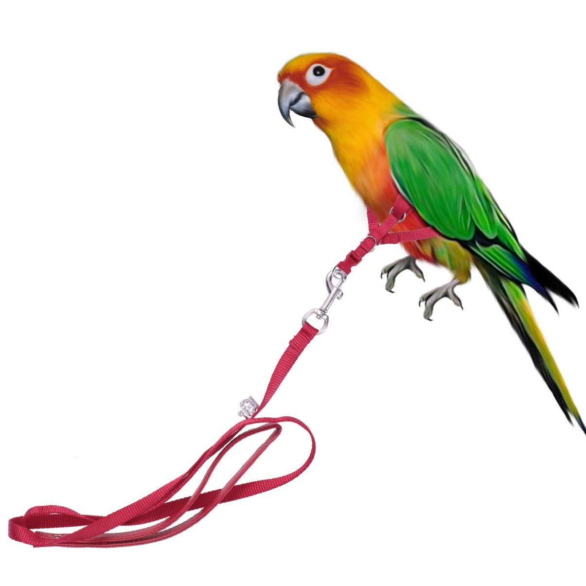 10 Best Canary Bird Harnesses for Safe and Comfortable Outdoor ...