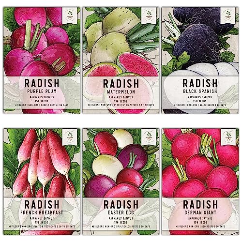 Radish plant - How to grow & care