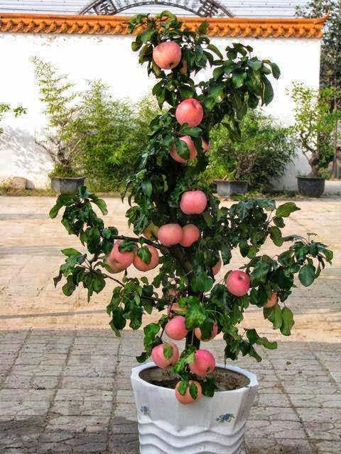 Apple tree plant in pot (Pack of 1 Healthy Live plant) : Amazon.in ...