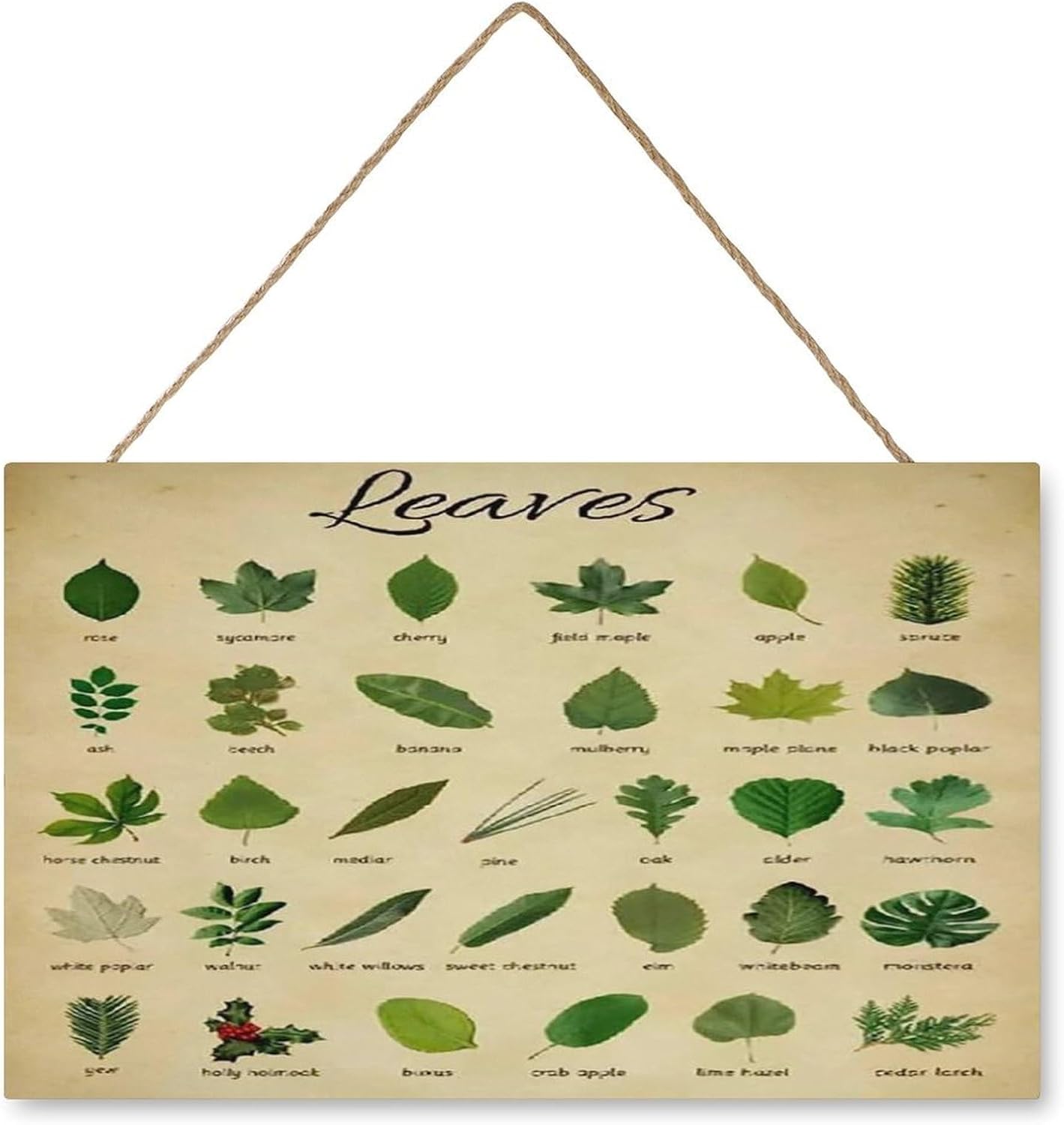 Amazon.com : Funny Types Of Leaves Wood Signs Leaves Charts ...