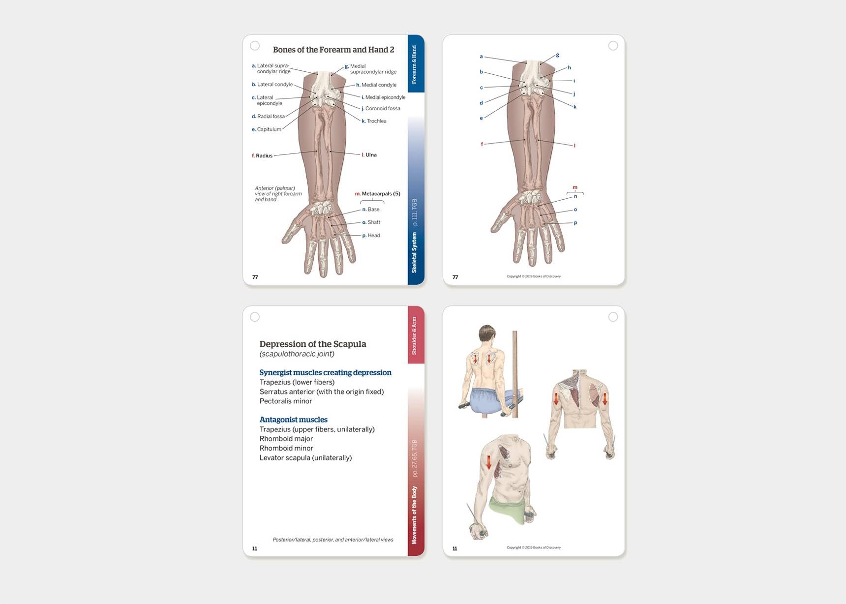 Snapklik.com : Trail Guide To The Body Flashcards