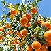 Amazon.com : Satsuma Mandarin Tree, Mandarin Tree Plant Live, Seedless ...
