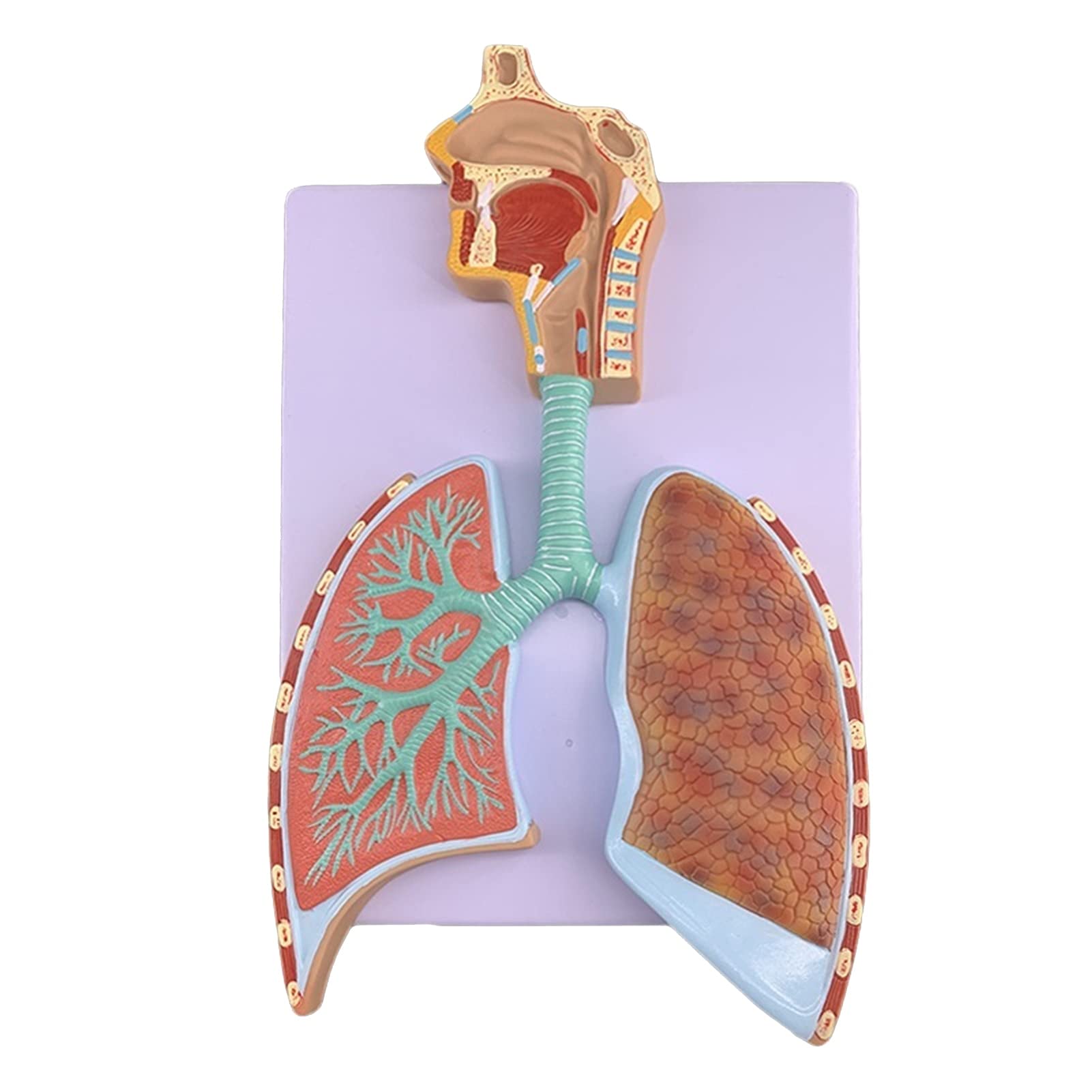 Respiratory System Model With Pulmonary Alveoli Relief Alveoli:
