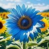 Amazon.com : 1000+ Sunflower Seeds to Plant, Heirloom, Non-GMO, 15 ...