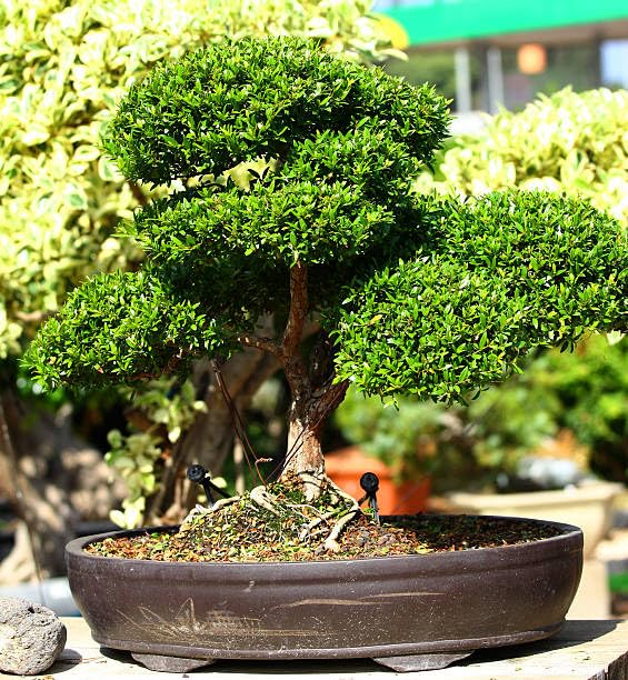 E B GARDENING Table Kamini Bonsai Home Beauty Oxygen Live Plant For ...