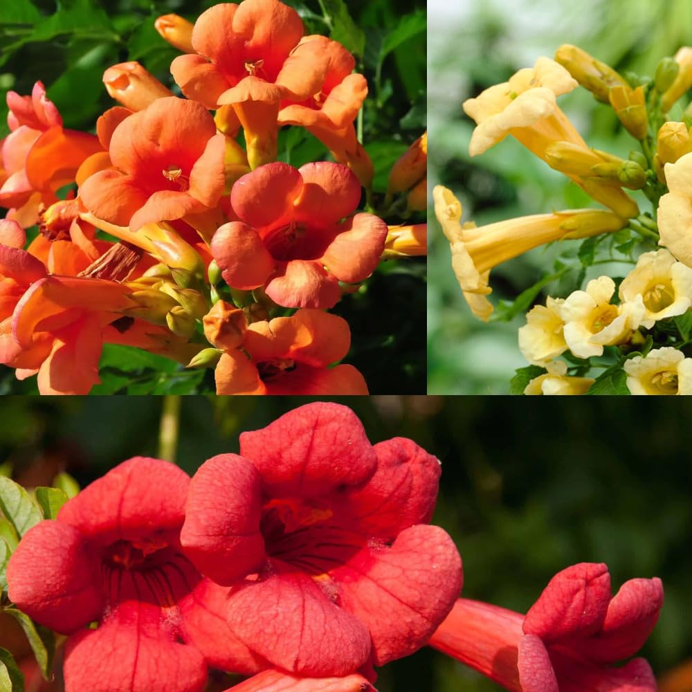 Amazon.com : 100+Hummingbird Trumpet Vine Plant Seeds-Trumpet Creeper ...