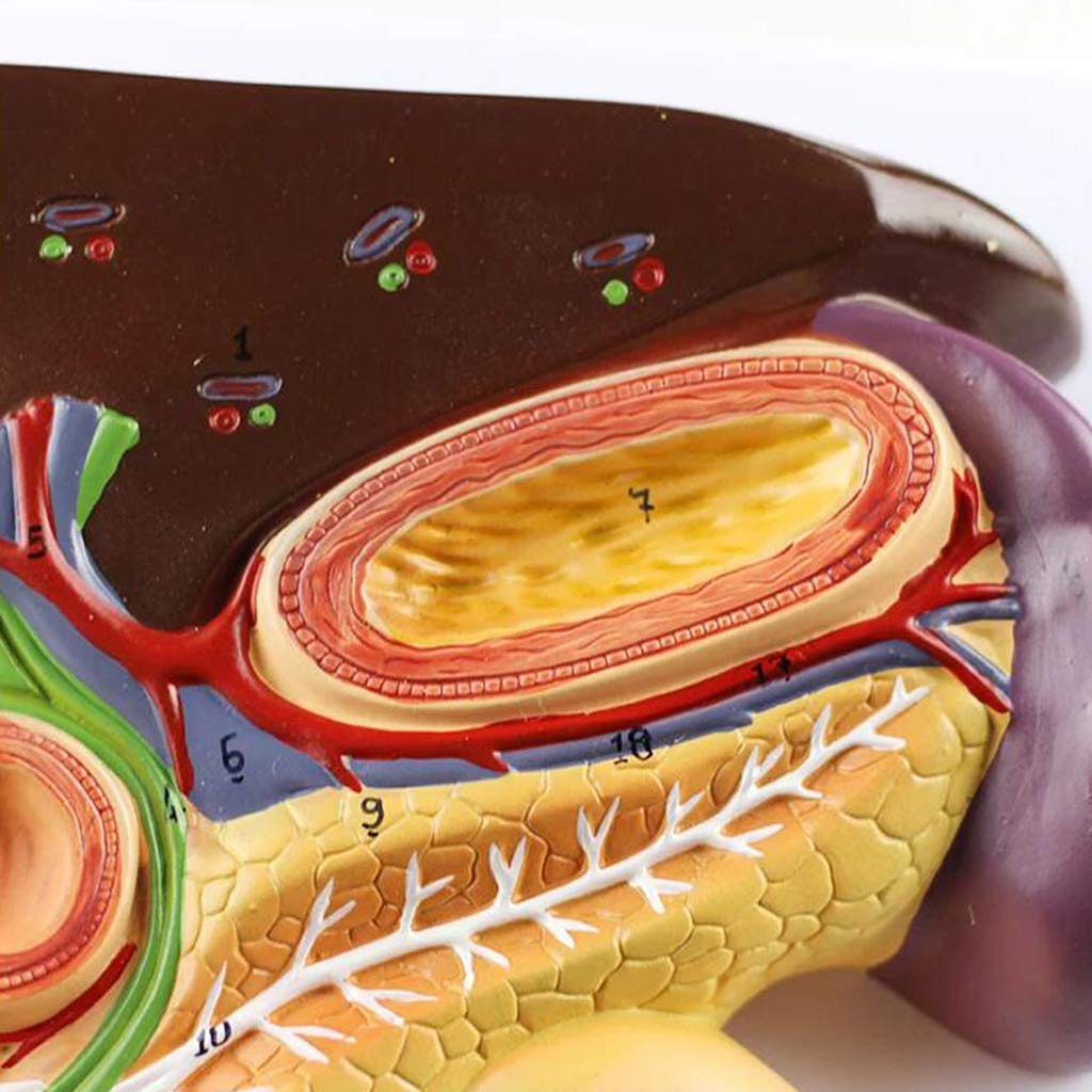 Buy DBSCD Human Visceral Anatomical Model - Liver Spleen And Pancreas ...