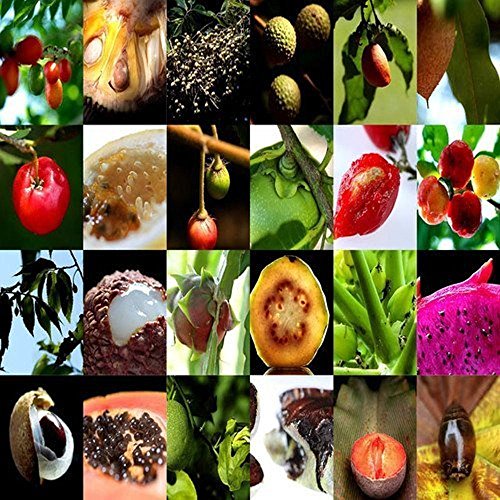 Frutas raras: nombres y fotos de las exóticas tropicales. - Mi Hogar