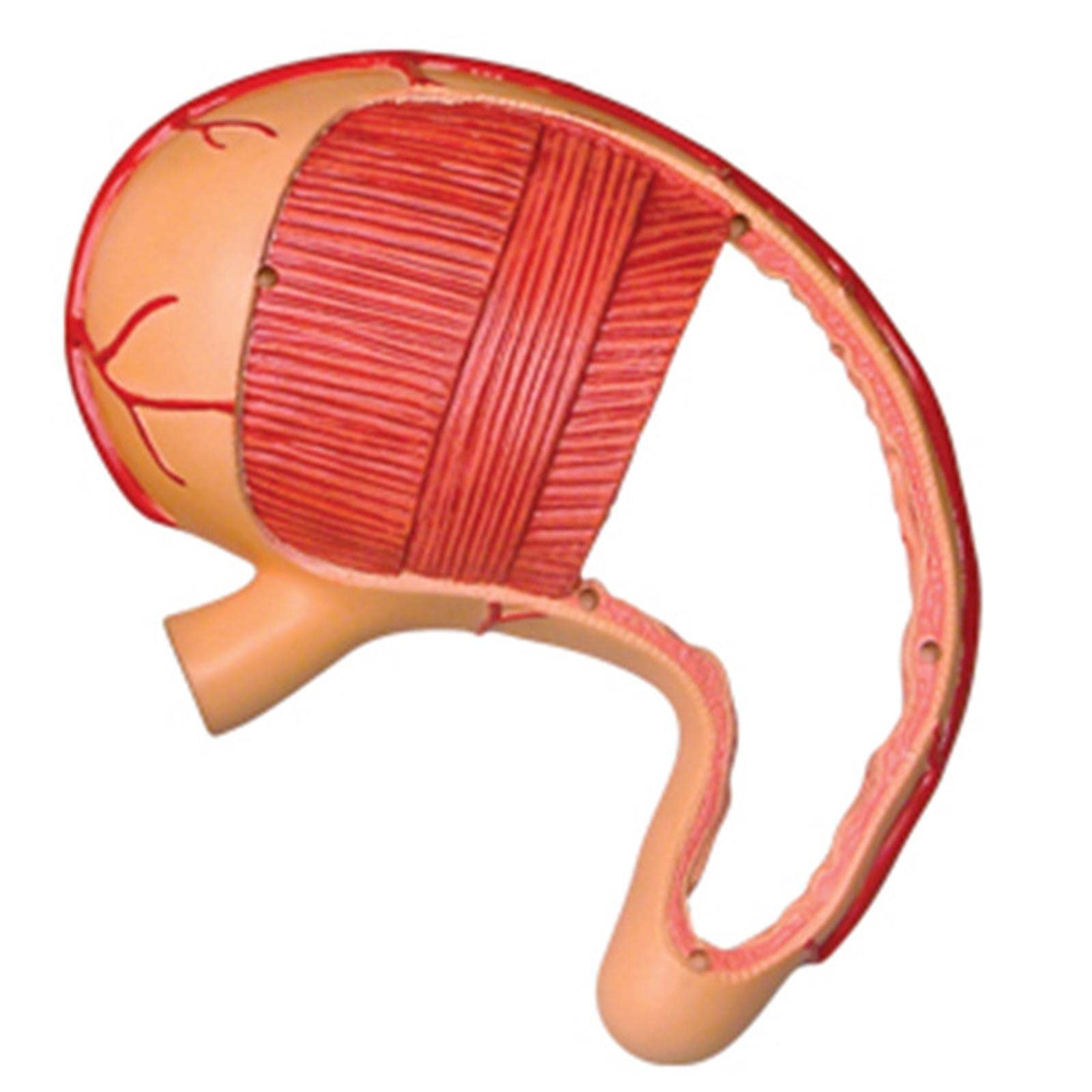 MOEBIUS Yellow 60mm High Hideness Mecanum Wheel Omni-Directional Wheel ...