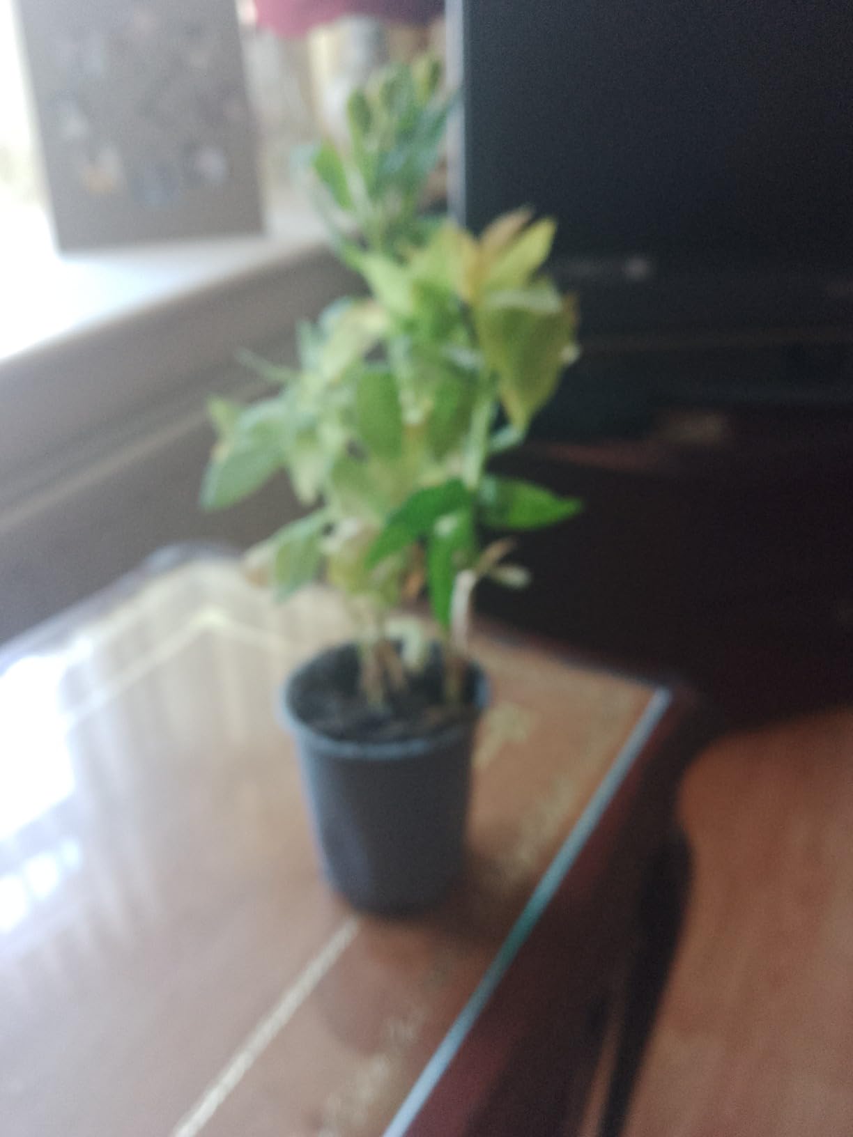 Alstroemeria Colorita Eliane Orange | Perennial Outdoor Plants Garden ...