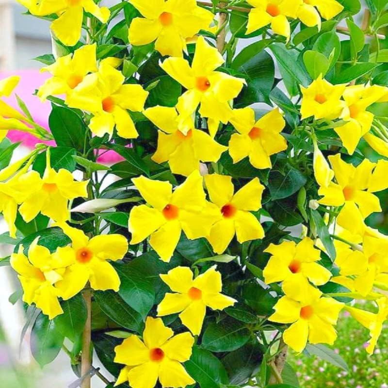 Mandevilla Plant Yellow Leaves