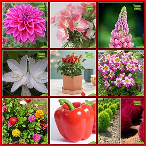 Creative Farmer Best Seeds Combo Flower Seeds : Dahlia Top Star ...