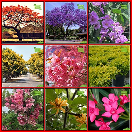 Creative Farmer Seeds For Garden Combo Flower Tree and Tree Seeds ...