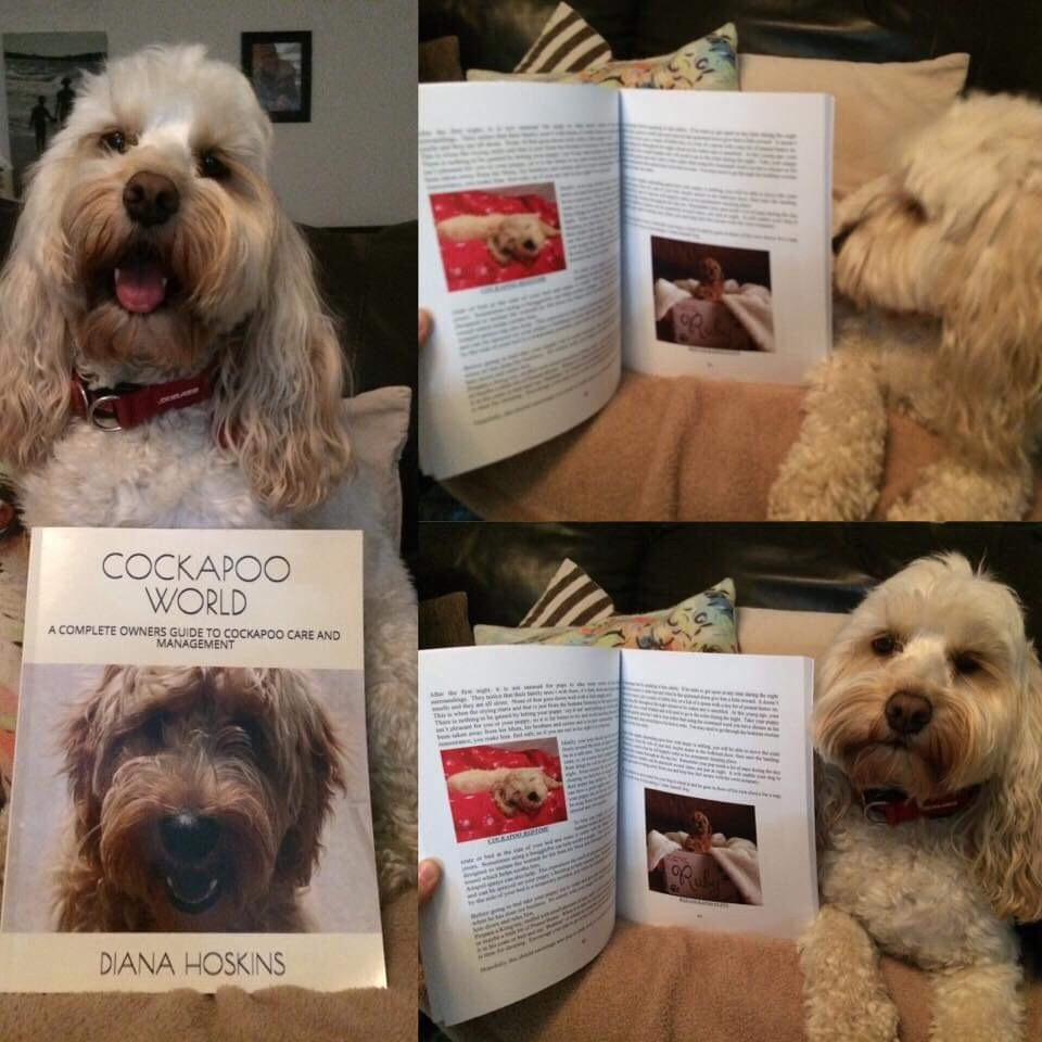 COCKAPOO WORLD: A COMPLETE OWNERS GUIDE TO COCKAPOO CARE AND MANAGEMENT ...
