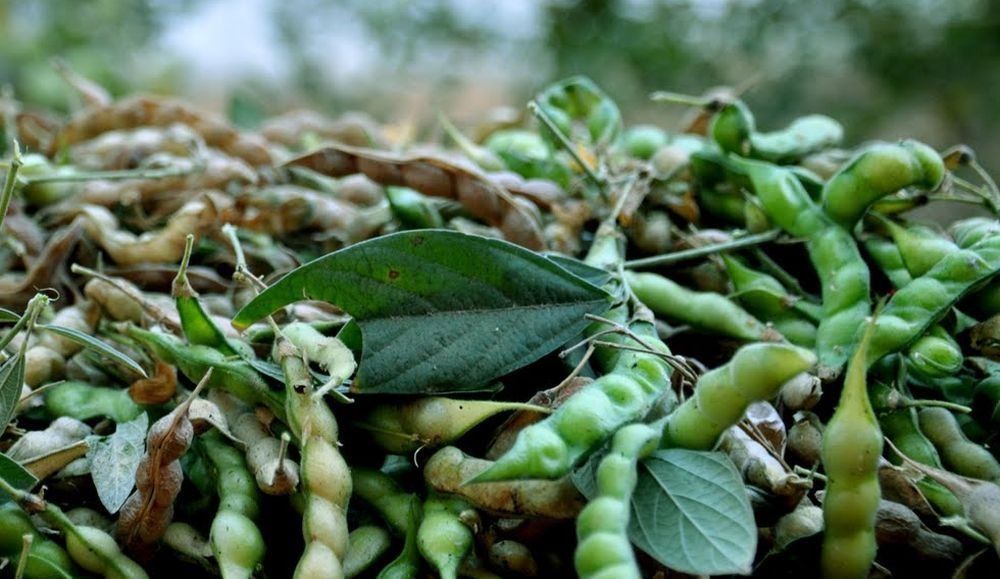 Verduras De Puerto Rico VERDURAS CON BACALAO YouTube