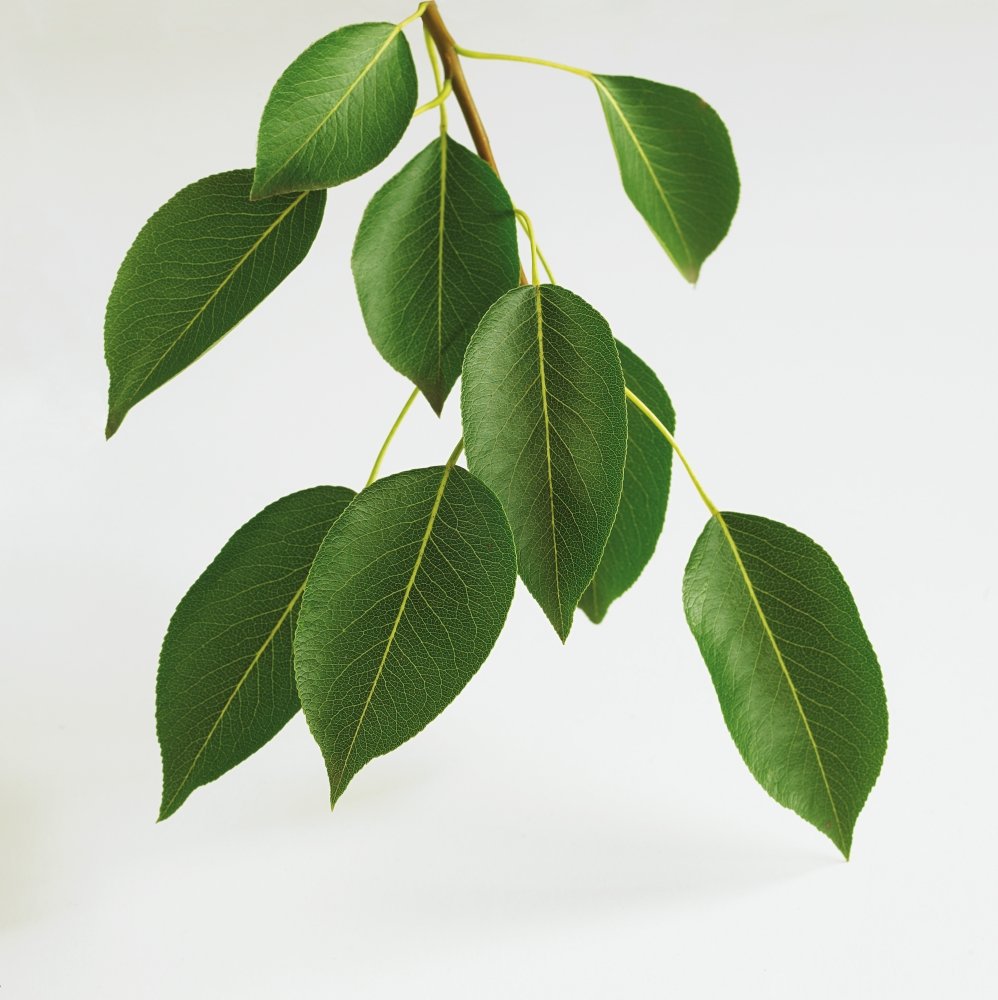 Pear Tree Leaves