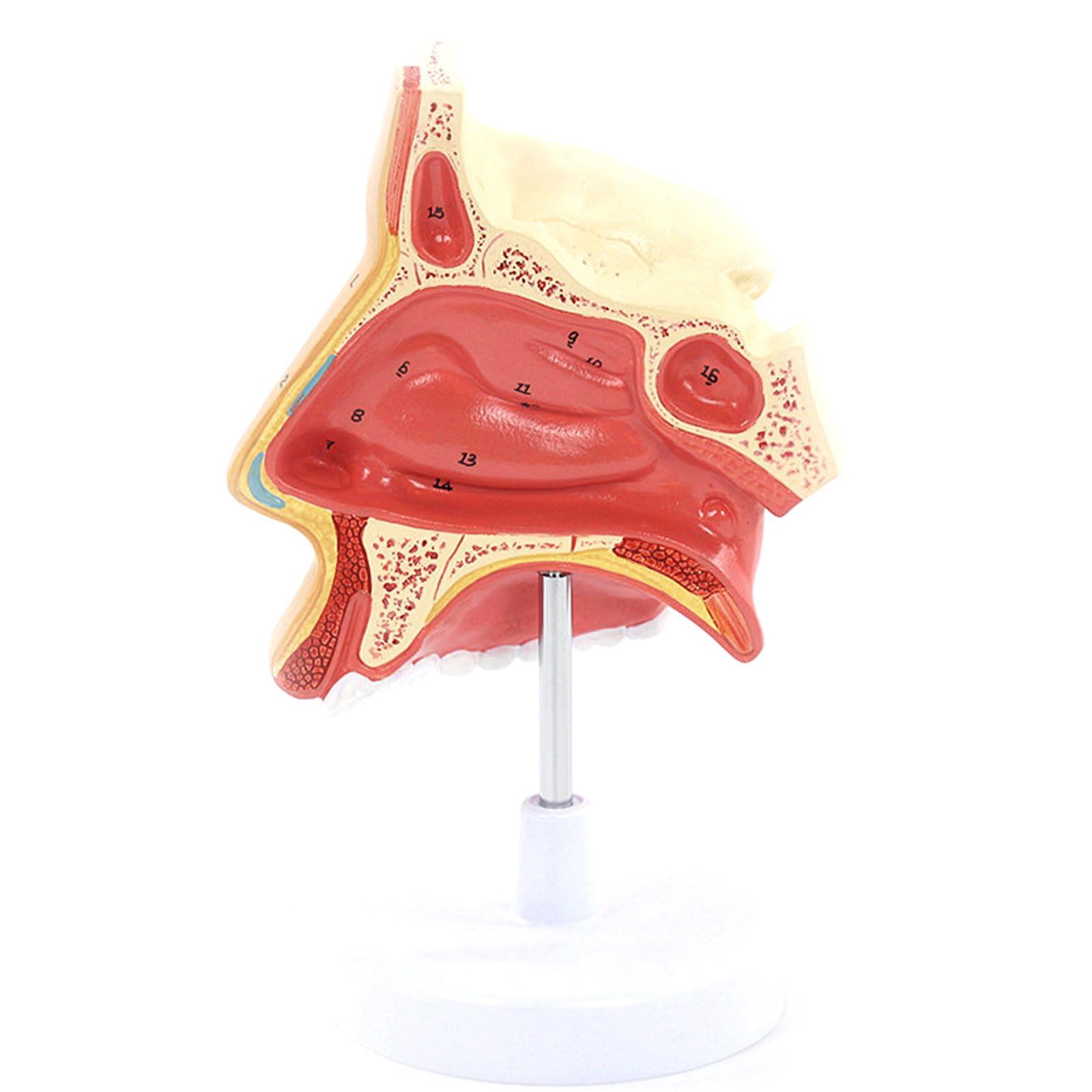 Nose Sense Organ