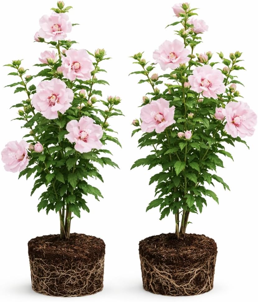 Amazon.com : 2 Rose of Sharon Tree Live Plant - Pink Althea | 1–2 Feet ...