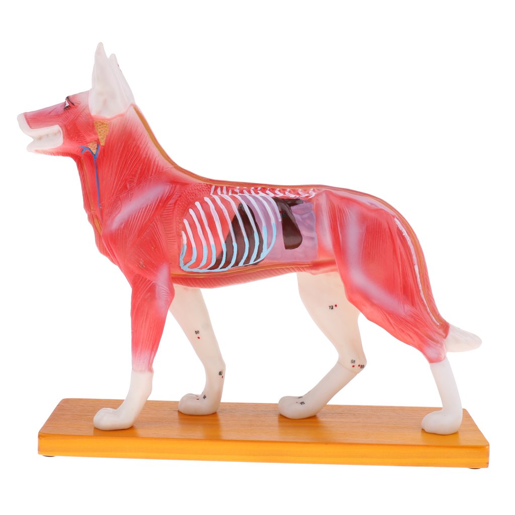 FLAWISH Dog Acupuncture Anatomical Model with 72 Acupuncture Points ...