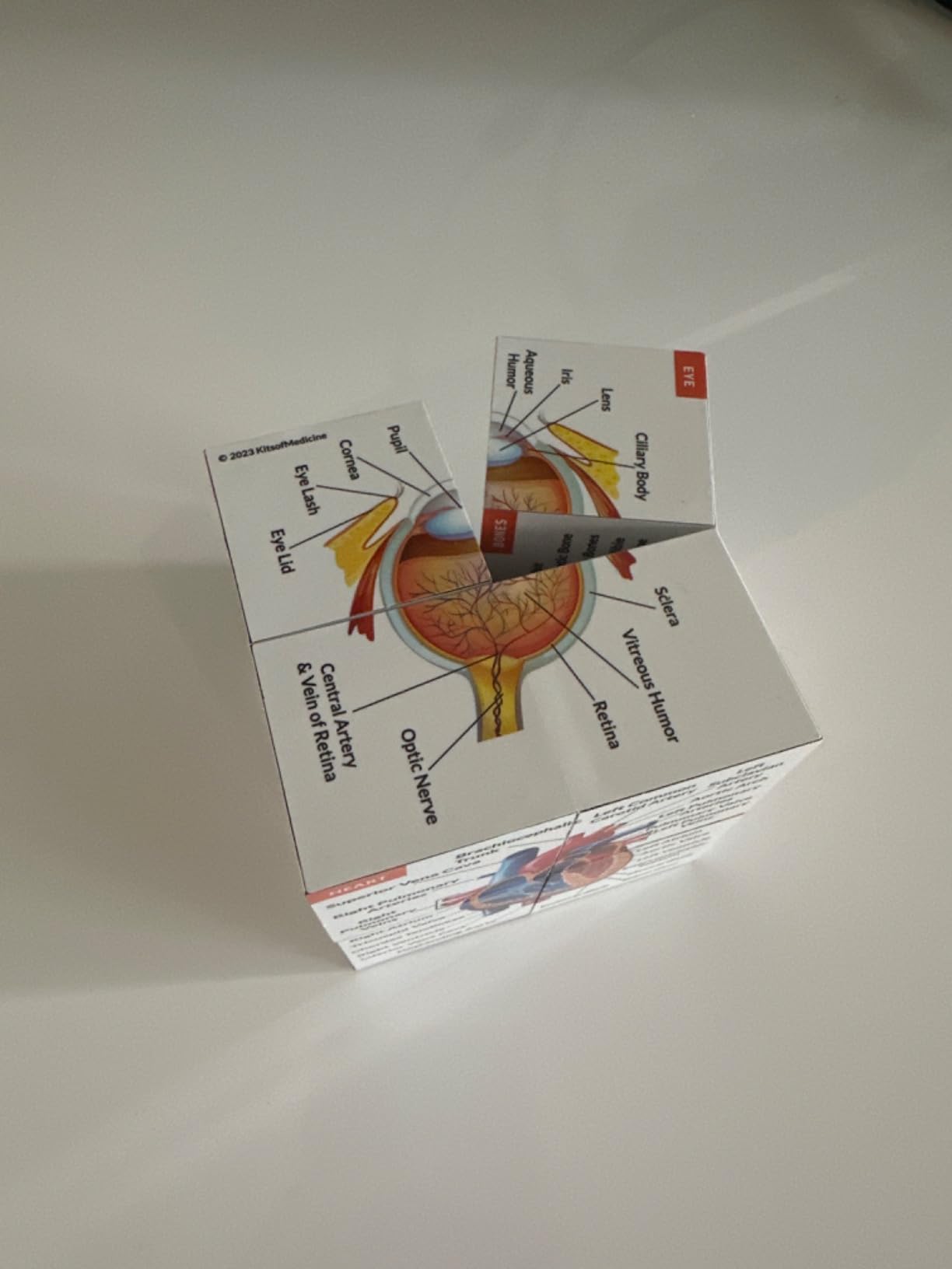 Human Anatomy Study Cube | Study 9 Parts of The Human Body | Perfect ...