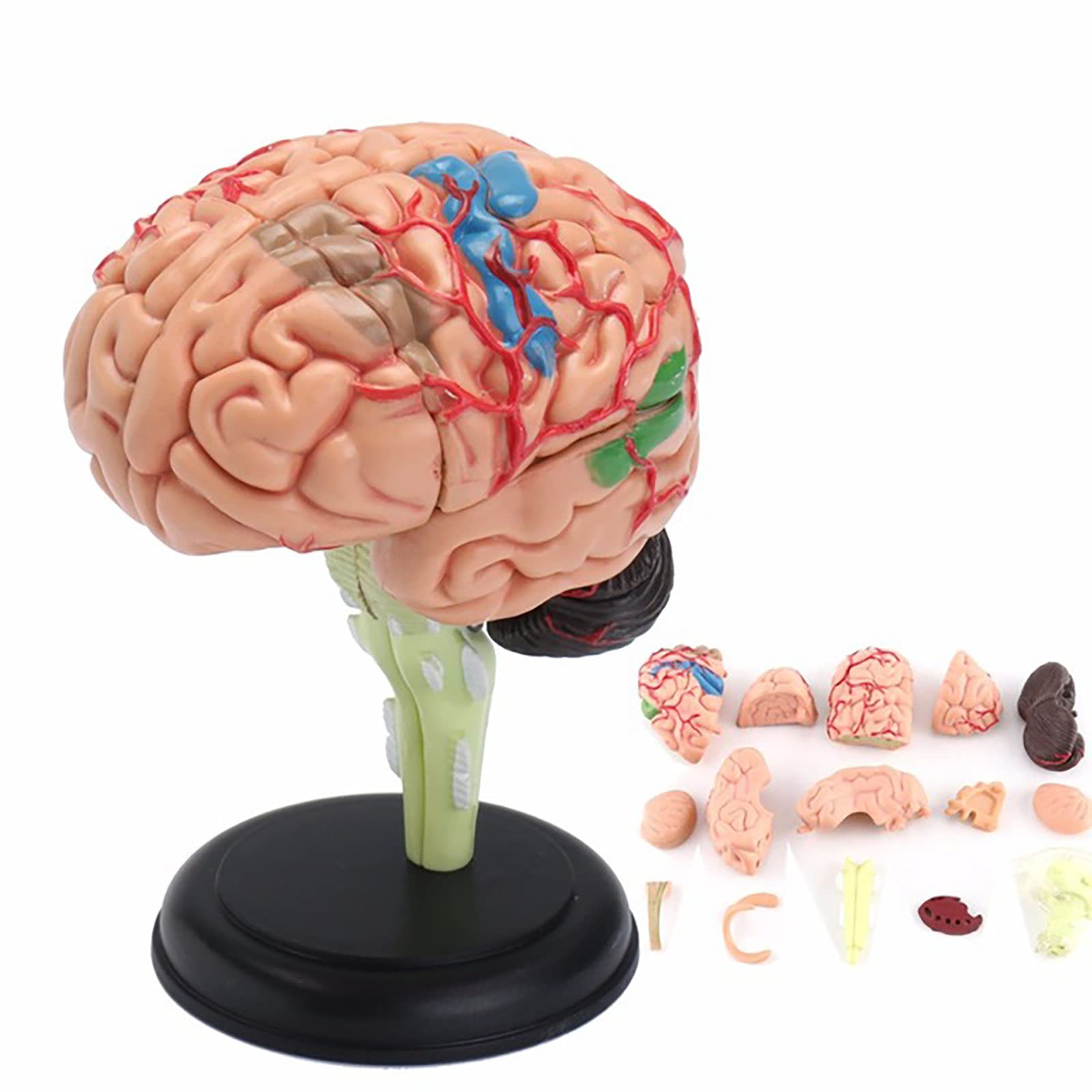 Buy 4D Human Brain Model Kit, With 11-Part Brain Anatomy Model ...
