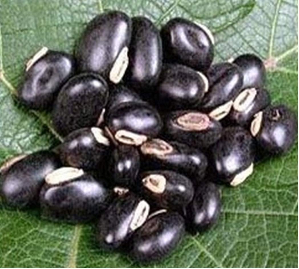Mucuna Pruriens Velvet Bean Cow itch Raw Black Bengal velvet bean ...