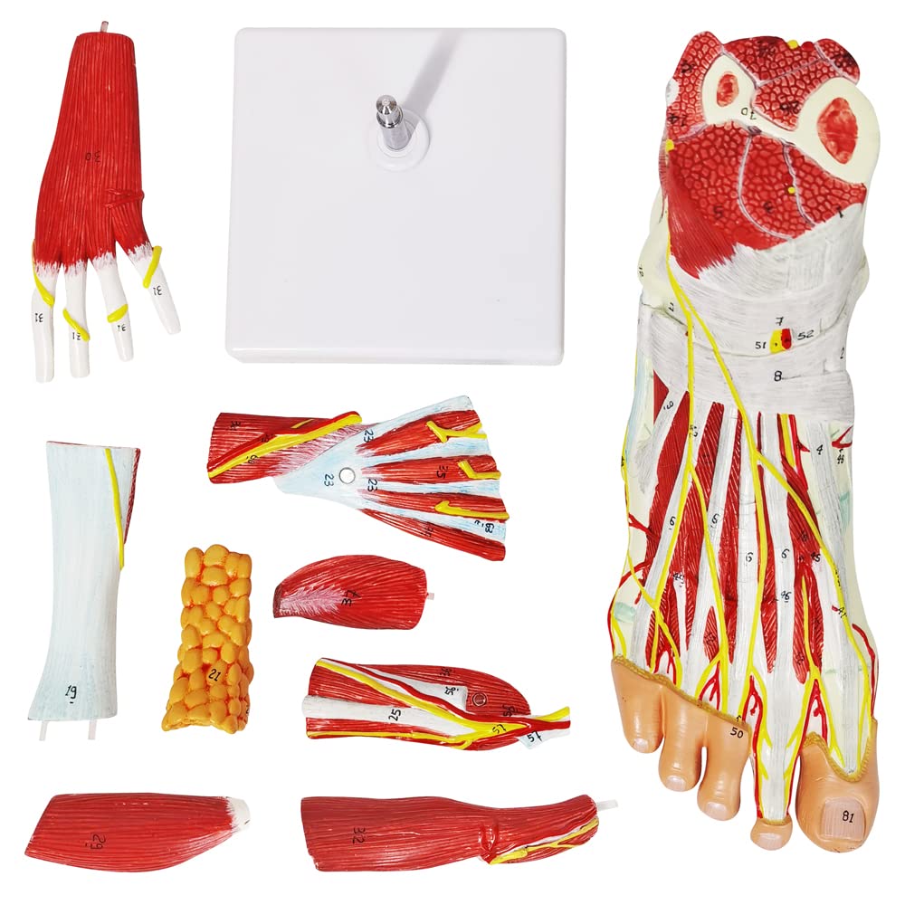Snapklik.com : Evotech Numbered Foot Anatomical Skeleton Model W/Bones ...
