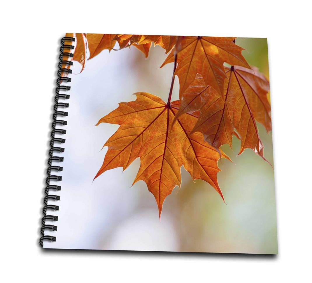 Maple Leaf Pencil Drawing