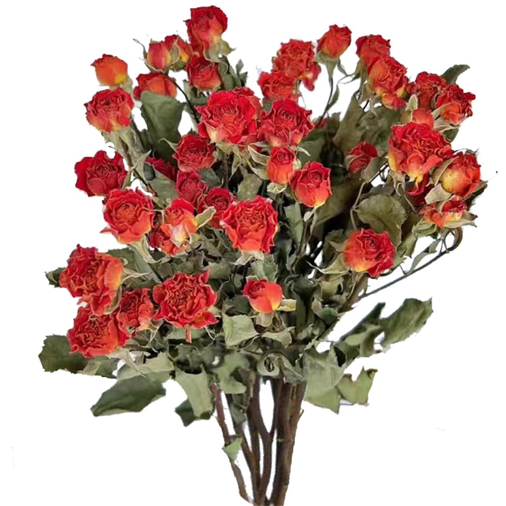 Amazon.com: JOJAZE Natural Dried Flowers Bouquet Orange Mini Dried ...