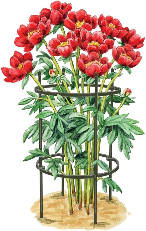 Amazon.com : Gardener's Supply Company Titan Peony Support Plant Stakes ...