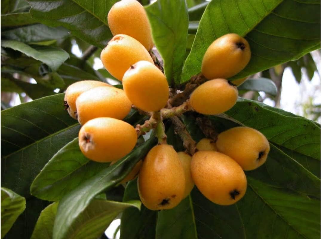 Amazon.com : 2 Loquat Trees, 6 Inc to 8 Inc Tall, Sweet Fruit Tree ...
