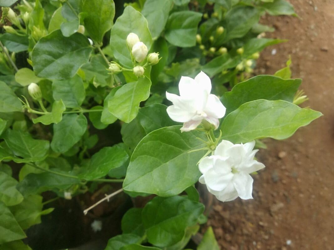 Creative Farmer Jasmine Flower Plant Arabian Mogra Double Evergreen ...